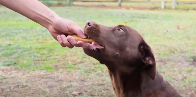 Are Bananas Good For The Labrador Retriever